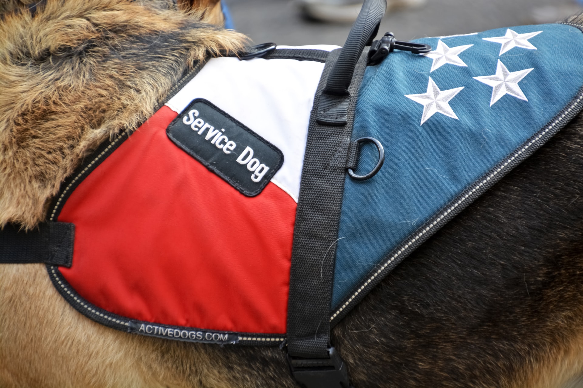 How Veterans Get Their Own Service Dog - Amazing Service Dogs